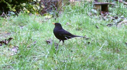 The Folklore of Garden Birds: Blackbirds, Sparrows, Wrens & Robins